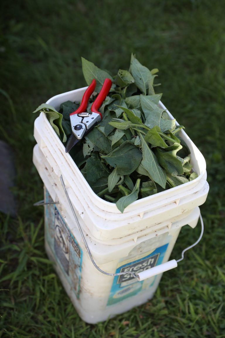 Making Comfrey Fertilizer – Cultivate Simple