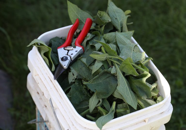 Making Comfrey Fertilizer – Cultivate Simple