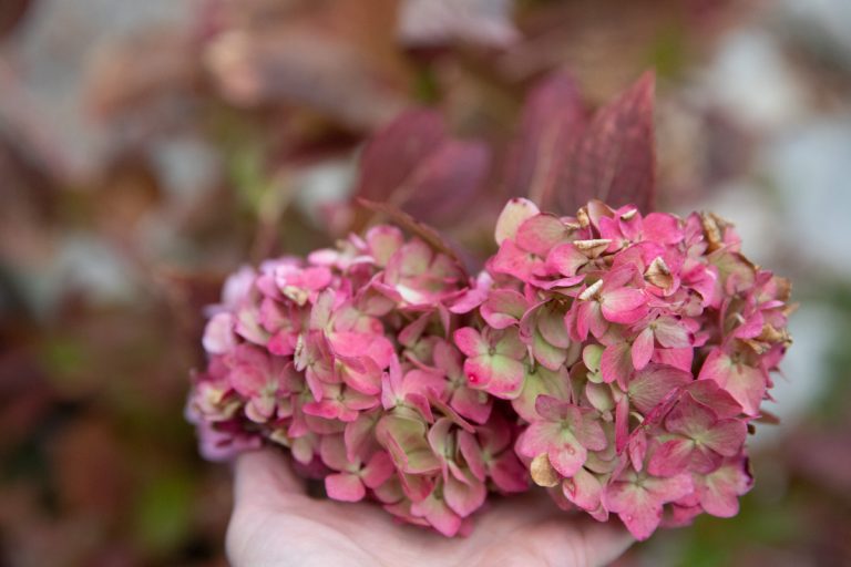 Fall Hydrangeas – Cultivate Simple