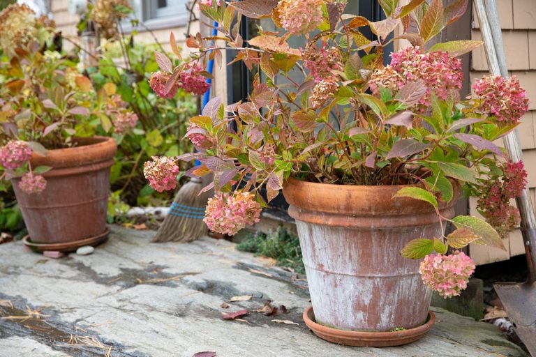 Fall Hydrangeas – Cultivate Simple