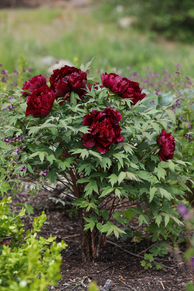 Moving my Tree Peony ‘Kaoukamon Maroon’ – Cultivate Simple