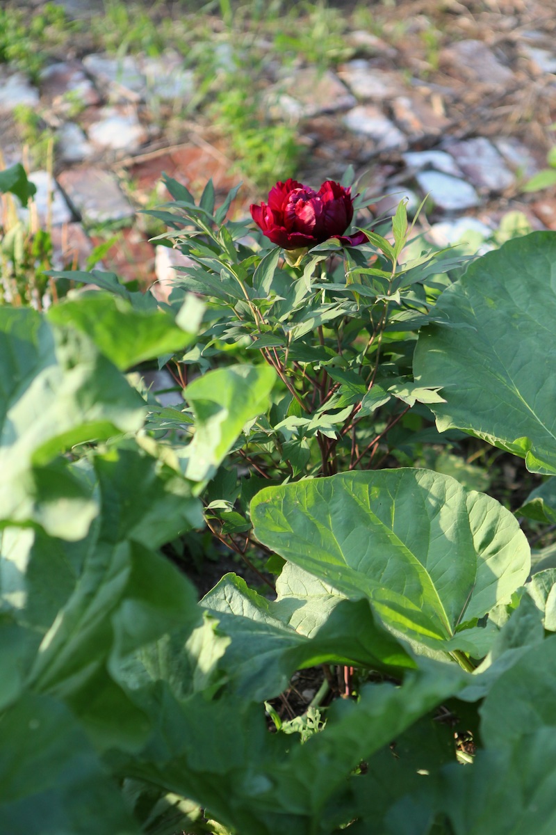 Moving my Tree Peony ‘Kaoukamon Maroon’ – Cultivate Simple